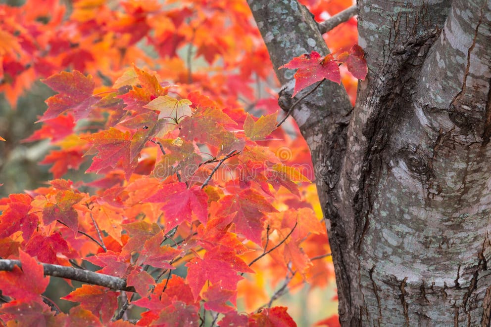 Fall Leaves in Georgia November Stock Image - Image of foliage, georgia ...