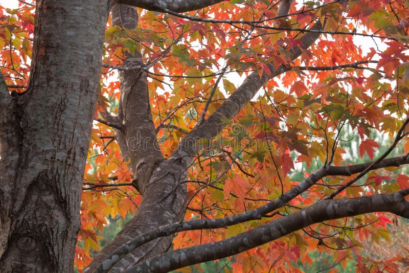 November leaves stock photo. Image of scene, cold, colorful - 1314324