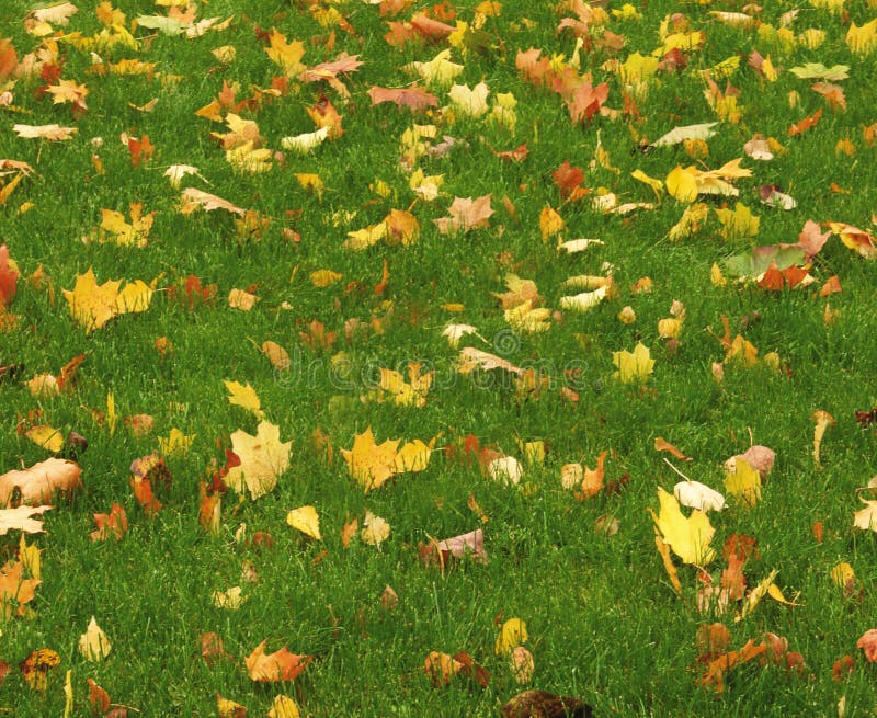 Fall leaves on the grass stock photo. Image of weather - 127679302