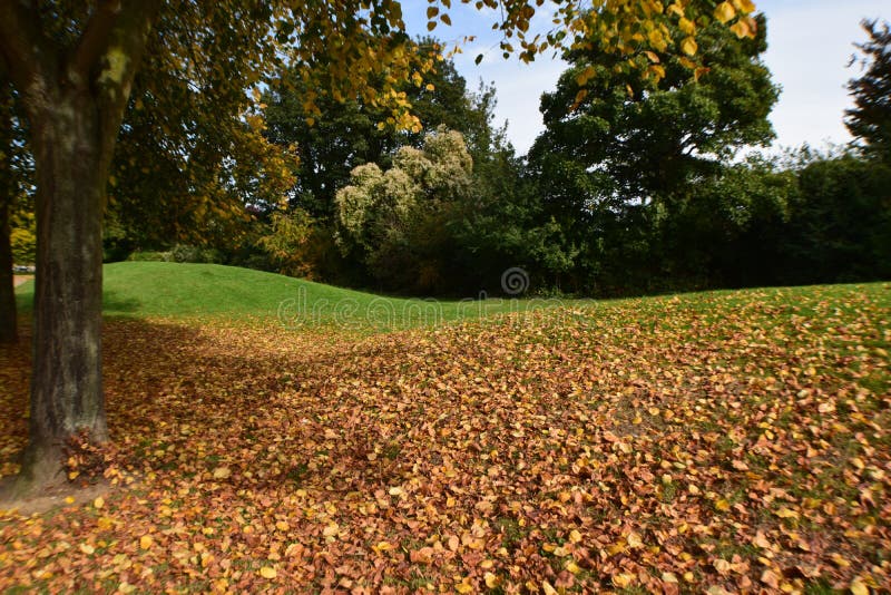 Fall Leaves on the Grass stock photo. Image of colorful - 100982768