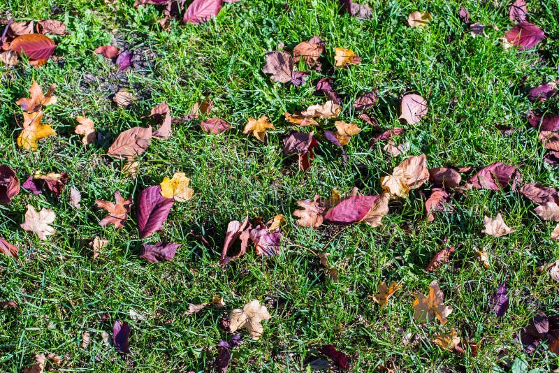 Fall Leaves on the Green Grass. Background Stock Photo - Image of ...