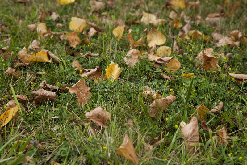 Fall Leaves on the Green Grass Field Stock Image - Image of leaves ...