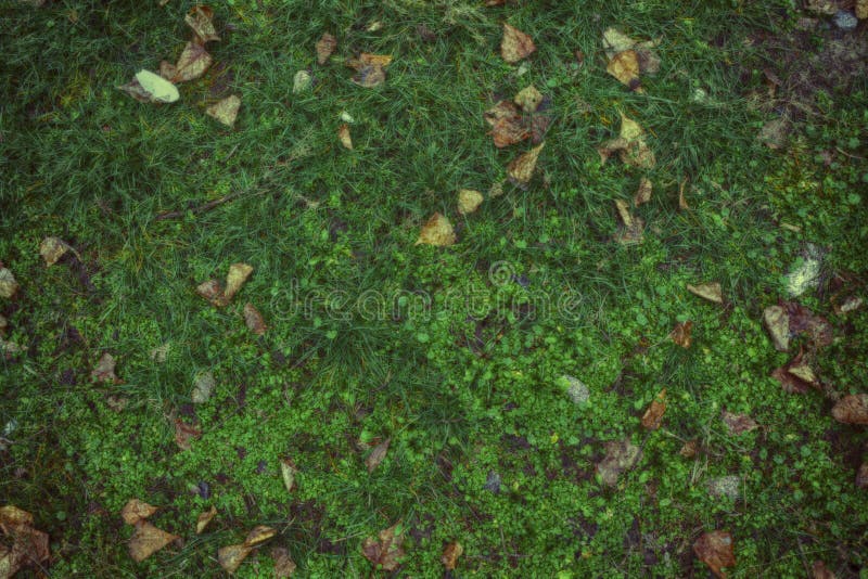 Fall Leaves on Green Grass Field, View from Above, Autumn Background ...