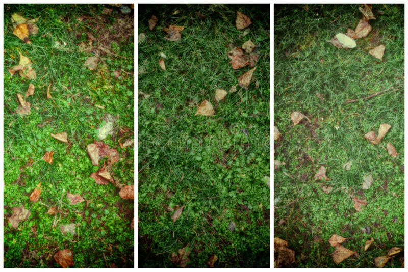 Fall Leaves on Green Grass Field, View from Above, Autumn Background ...