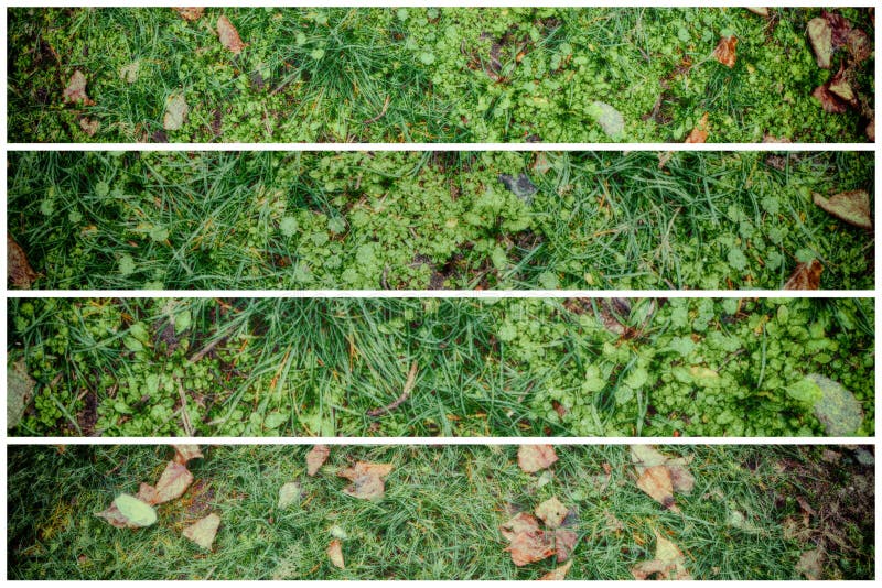 Fall Leaves on Green Grass Field, View from Above, Autumn Background ...
