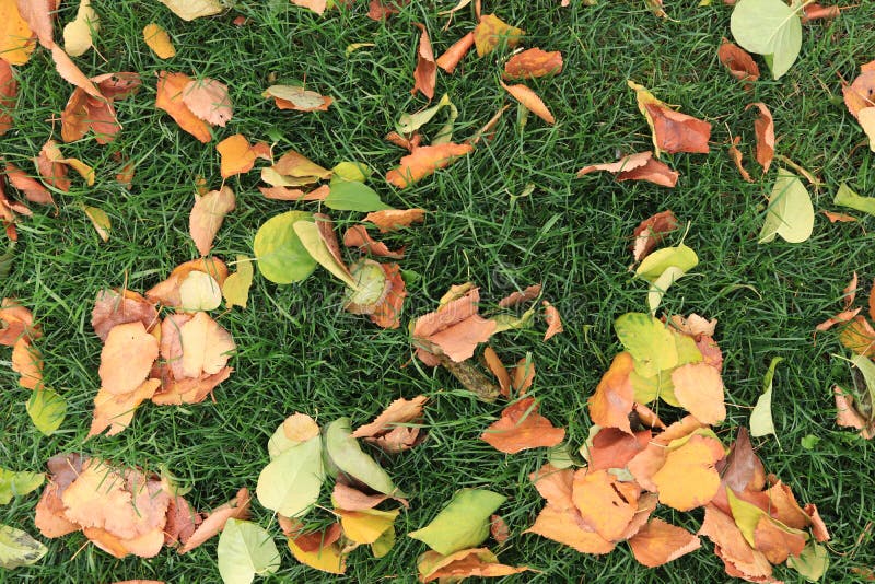 Fall Leaves on Green Grass Field, View from Above, Autumn Background ...