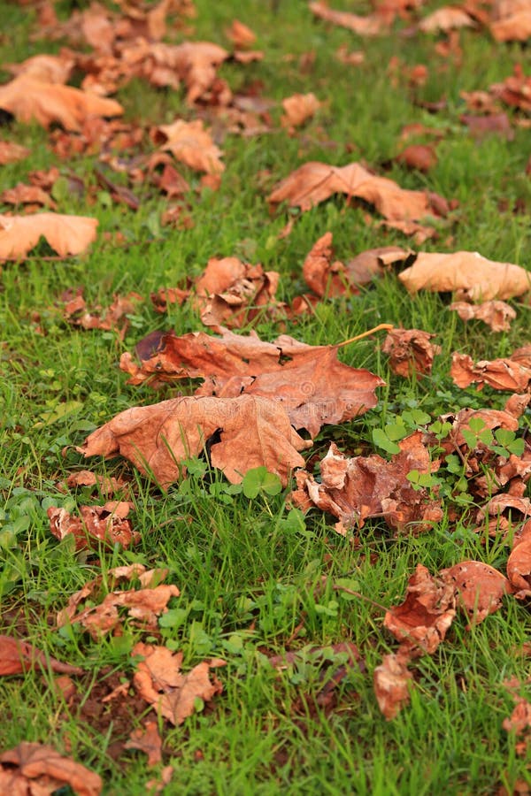 Fall Leaves on the Green Grass Stock Image - Image of foliage, field ...