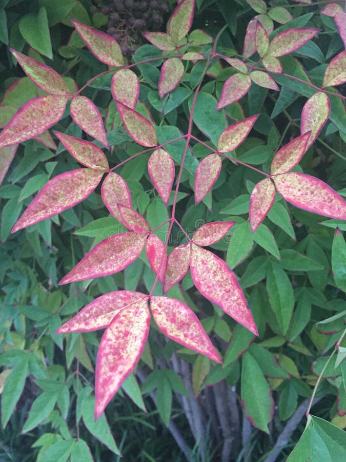 Fall Leaves and Green Leaves Stock Photo - Image of aged, border: 77860318