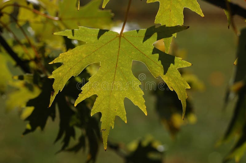 Fall Leaves in Green Tones stock image. Image of burning - 1460575