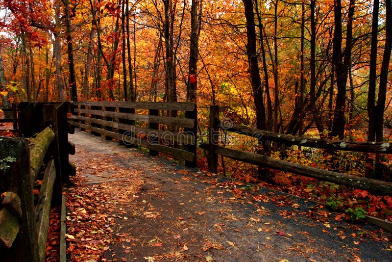 Fall leaves on the ground stock photo. Image of park, fresh - 7546024