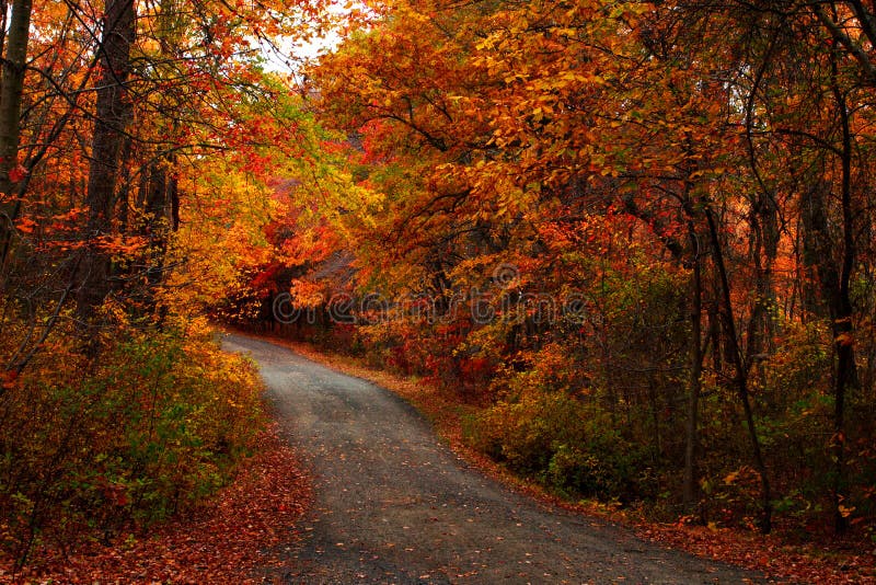 Fall leaves on the ground stock image. Image of autumn - 7546025