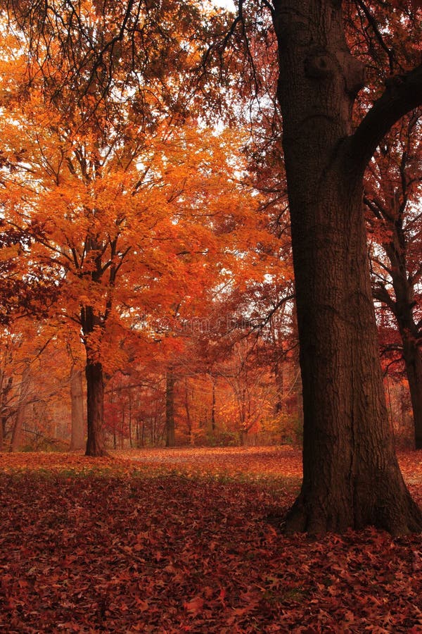 Fall leaves on the ground stock photo. Image of nature - 7546196