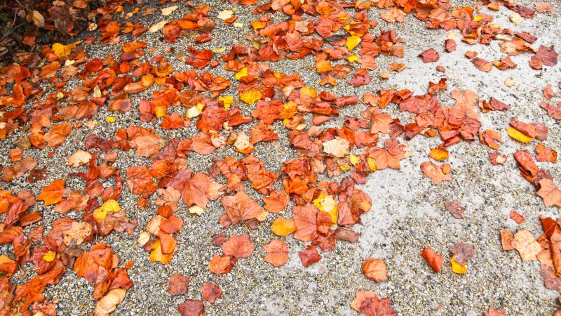 Fall leaves on ground stock photo. Image of ground, outdoors - 45208882