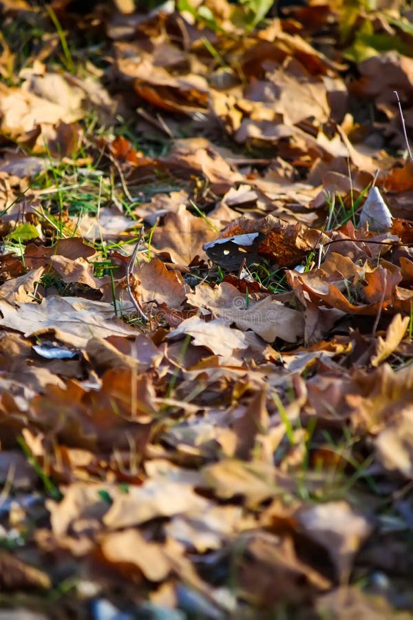 Fall Leaves on the Ground in Autumn Forest Stock Image - Image of ...