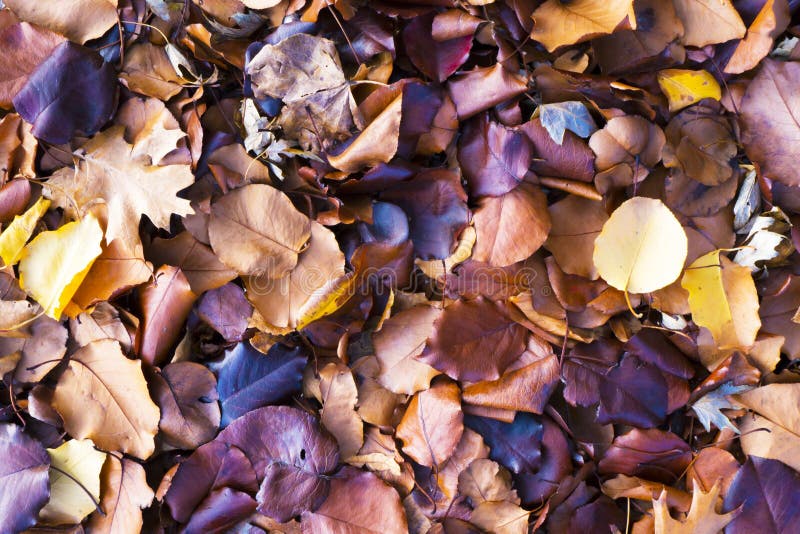 Colorful Kaleidoscopic Mixture of Fall Leaves Covering the Ground Stock ...