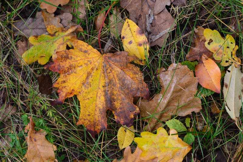 Fall leaves on ground stock image. Image of natural - 101840257