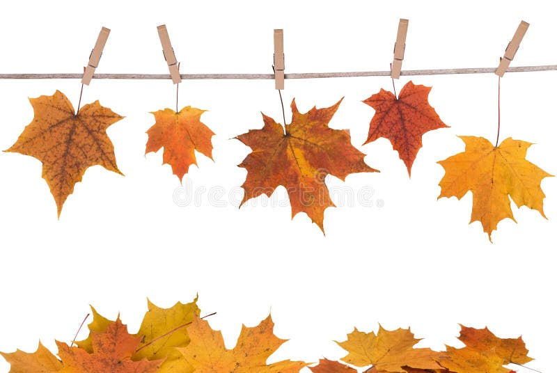 Fall Leaves Hanging on a Cloth Stock Image - Image of change, maple ...