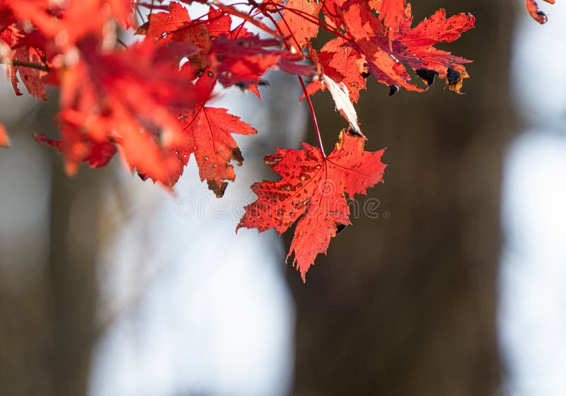 Fall Leaves Have Vibrant Colors Background Stock Photo - Image of ...