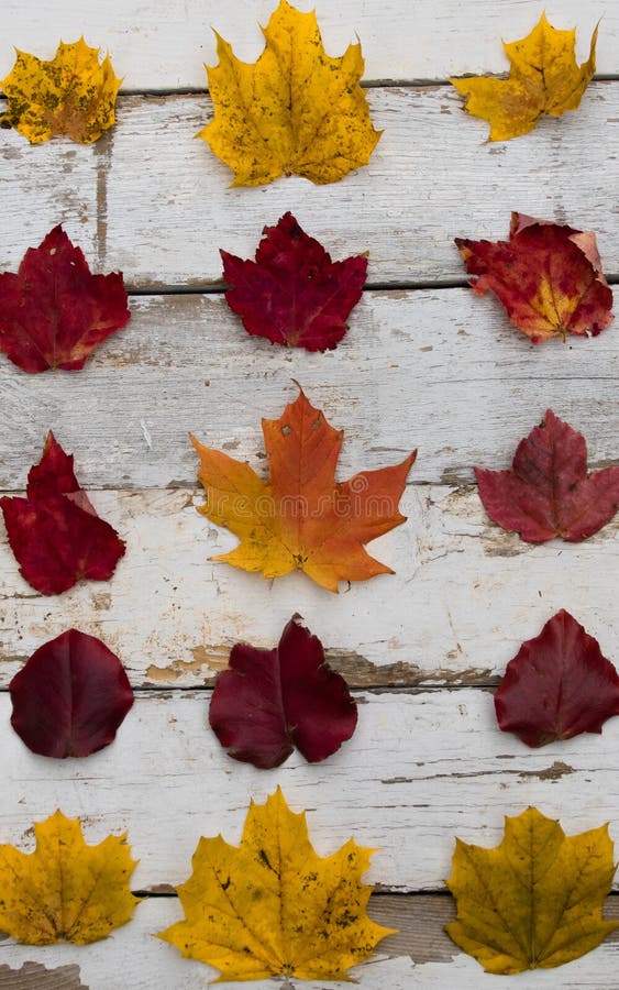 Fall Leaves on a Horizontal Rustic Boards Painted White Stock Photo ...