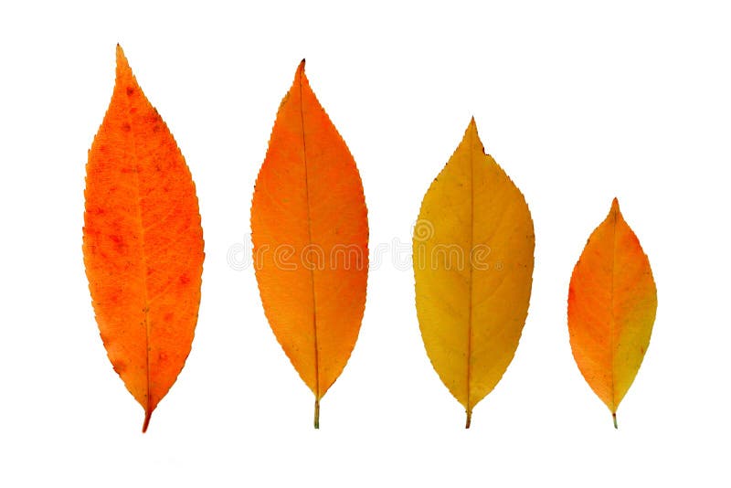 Fall leaves isolated stock photo. Image of brown, nature - 12450916