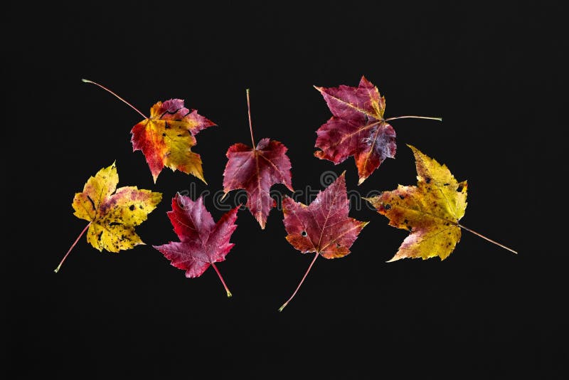 Fall Leaves Isolated on a Black Background Stock Image - Image of ...