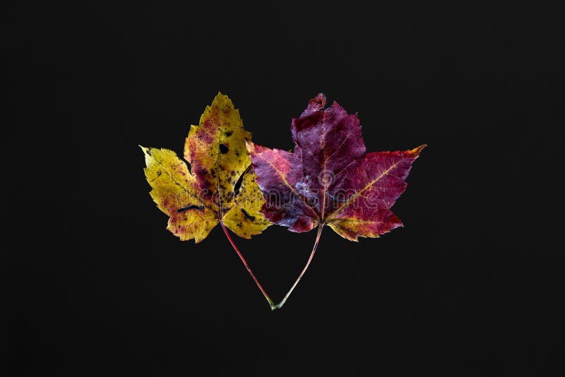 Fall Leaves Isolated on a Black Background Stock Photo - Image of ...