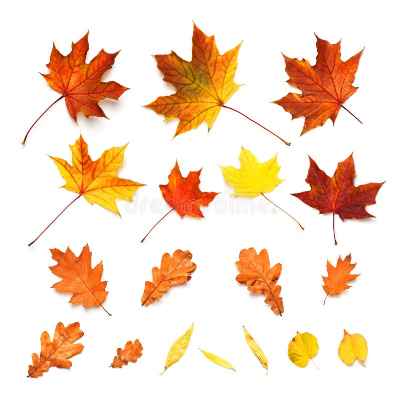Fall leaves isolated stock photo. Image of maple, season - 248715960