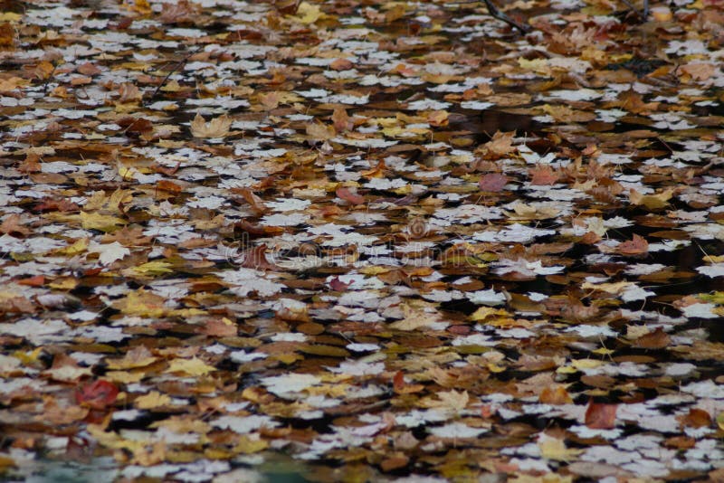 Fall leaves on lake stock photo. Image of green, season - 171501342