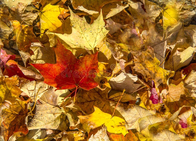Fall Leaves Laying on the Ground Stock Photo - Image of ground ...
