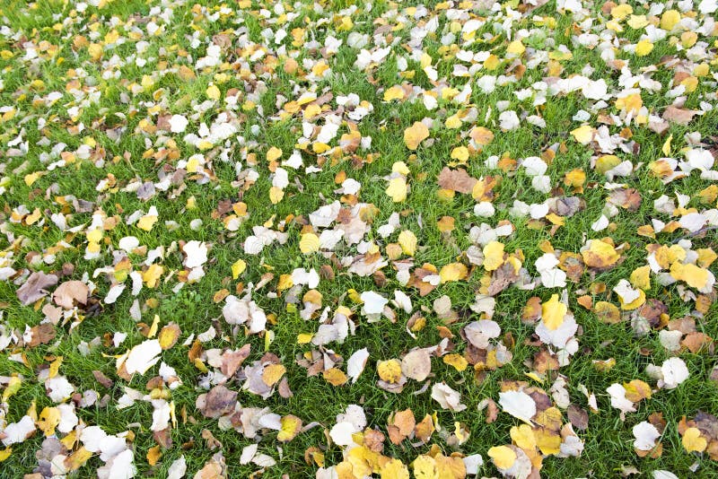 Fallen Eaves on Grass in Autumn Sunshine Stock Image - Image of ...
