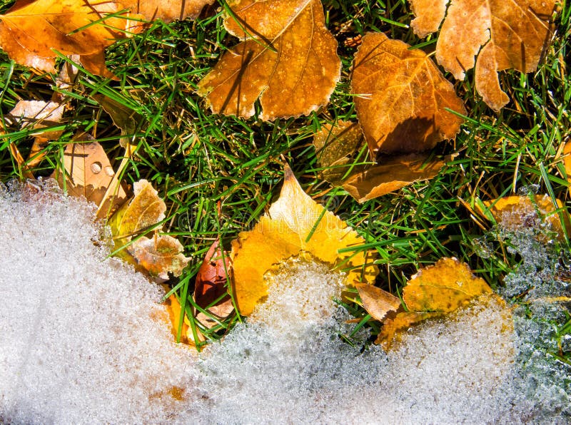 Fall Leaves Meet Winter Snow Stock Photo - Image of colorful ...