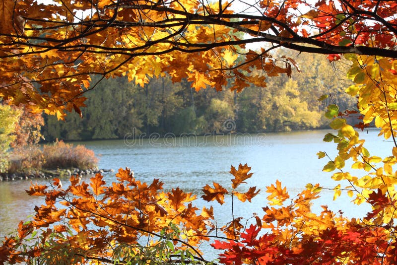 Fall leaves in Minnesota stock image. Image of minnesota - 107258701