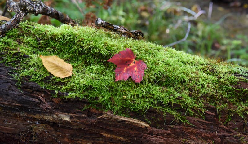 Fall Leaves on Moss stock photo. Image of mossy, colorful - 84770480