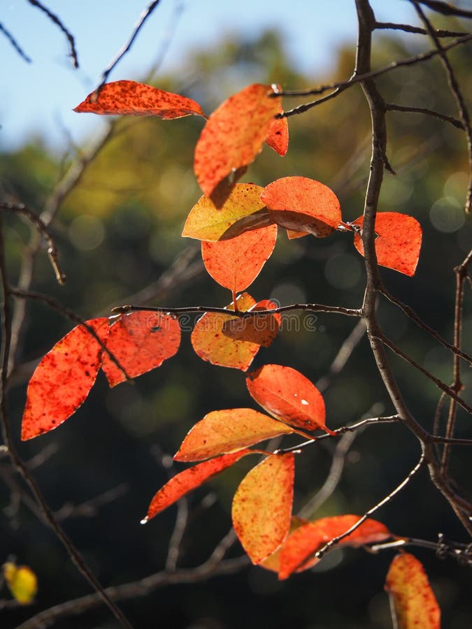 Fall Leaves on a Natural Green Background Stock Image - Image of forest ...