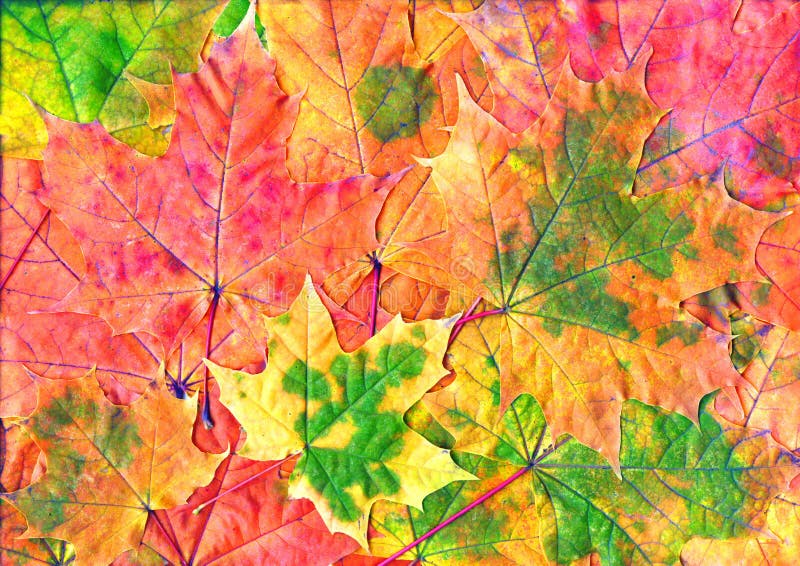 Fall Leaves As an Orange Background Stock Image - Image of background ...