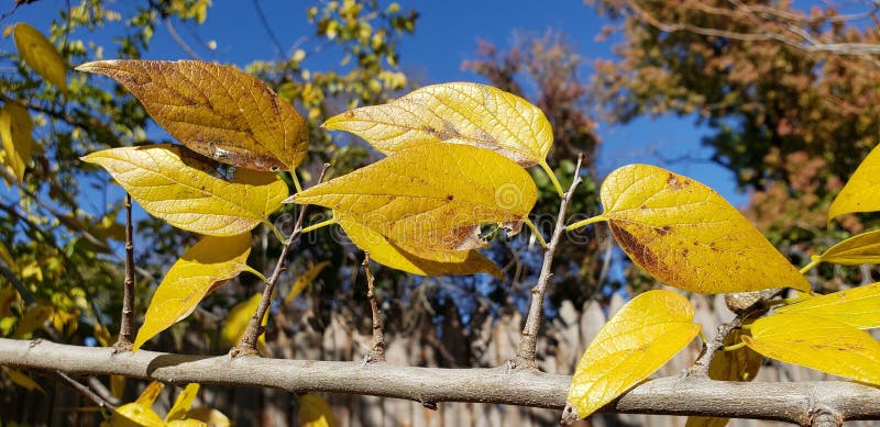 Fall leaves in North Texas stock photo. Image of fall - 204335004
