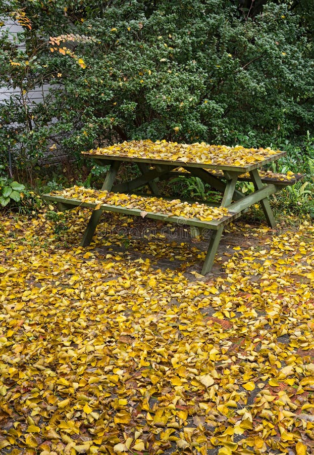 Fall Leaves Out of Control in Overgrown Back Yard Stock Image - Image ...