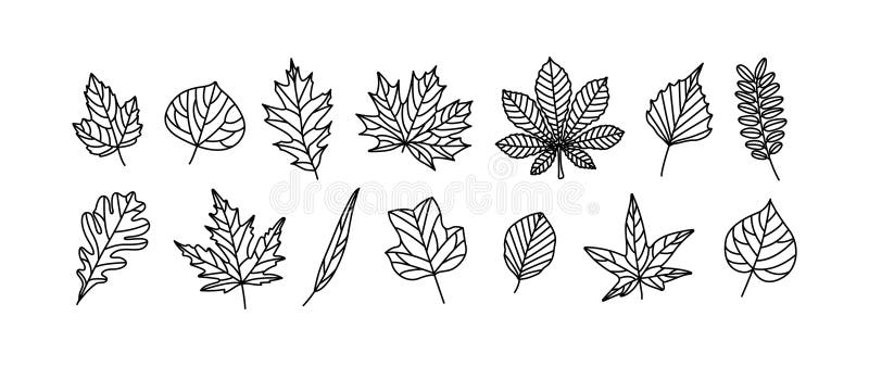 Fall Leaves Outline Autumn Leaf Set Stock Vector - Illustration of ...