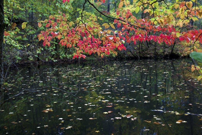 Rainy Fall Day stock photo. Image of blaze, fall, wilderness - 1469960