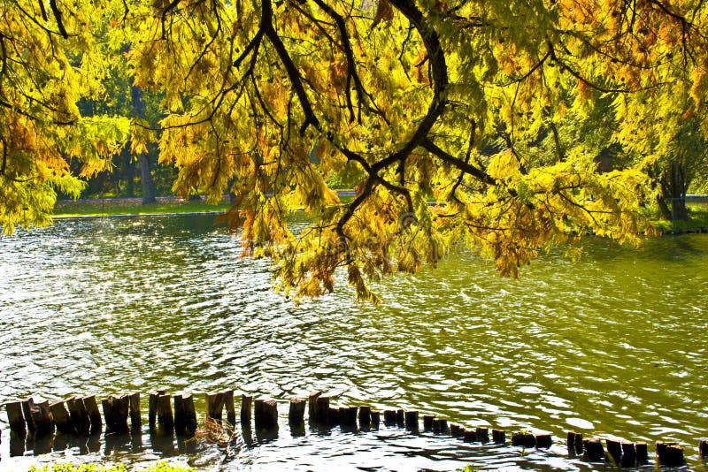 Fall leaves over water stock photo. Image of gold, ripples - 3791152