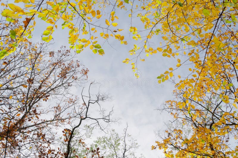 Fall leaves in park stock image. Image of sunset, foliage - 291156103