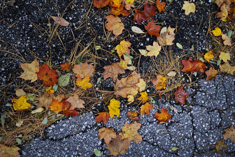 Fall leaves on pavement stock image. Image of colorful - 27689645