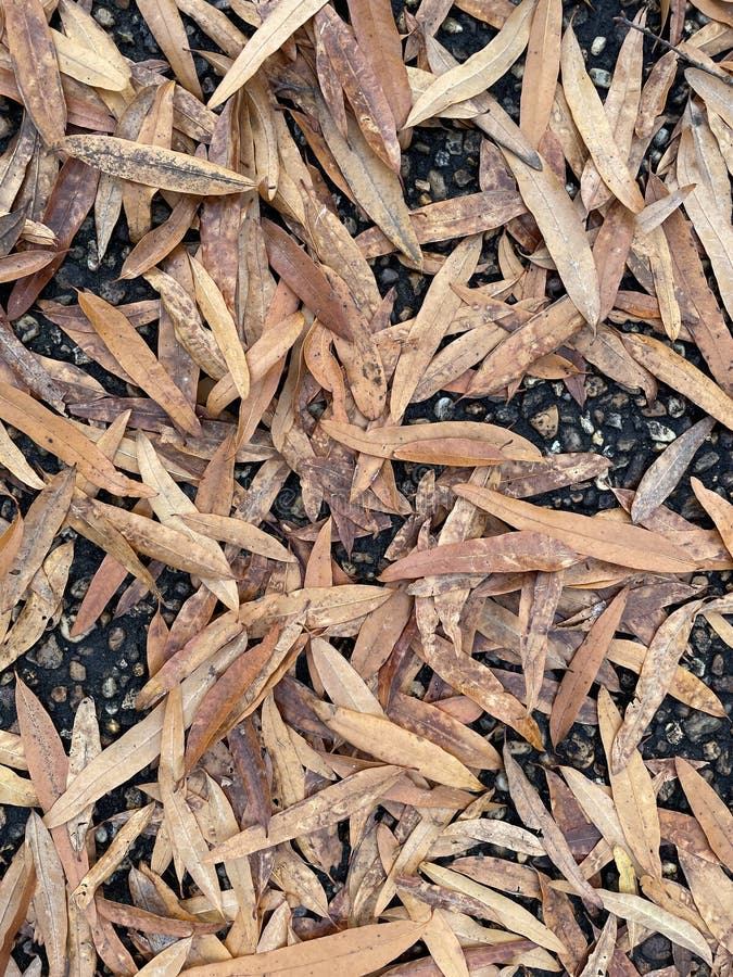 Fall Leaves on Pavement Wet Ground Stock Photo - Image of floral ...