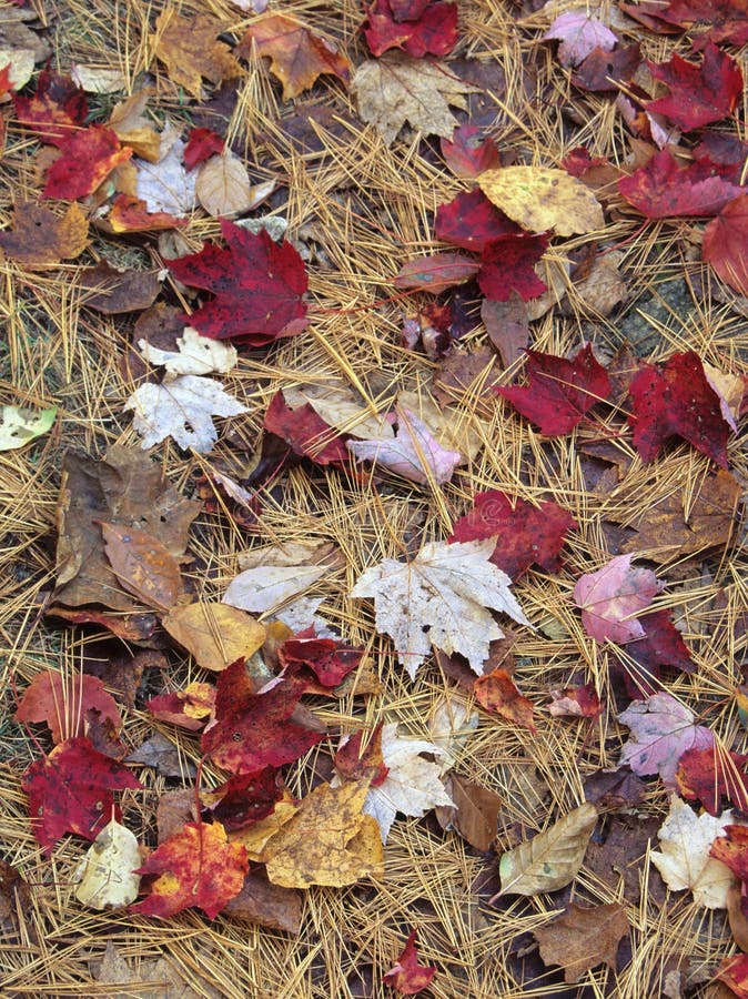 Fall Leaves with Pine Needles Stock Image - Image of state, brook: 90581563