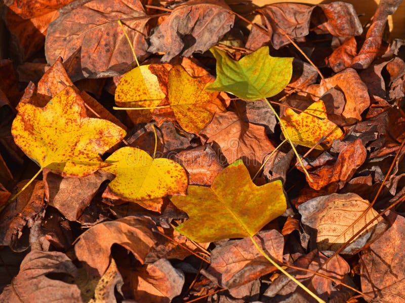 Fall Leaves stock image. Image of yellow, leaves, nature - 61375207
