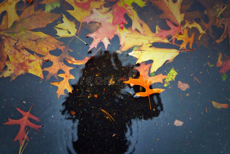 Fall leaves in a puddle stock image. Image of reflection - 61727547