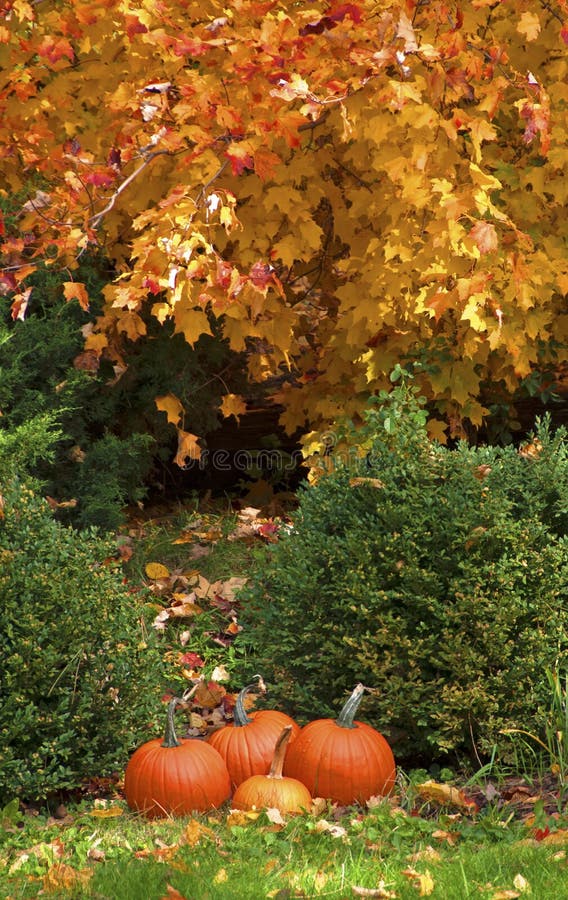 Fall Leaves and Pumpkins stock photo. Image of fall, season - 27593022