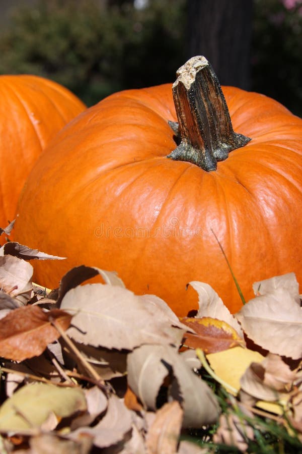 Fall Leaves with Pumpkins stock image. Image of leaves - 6749167