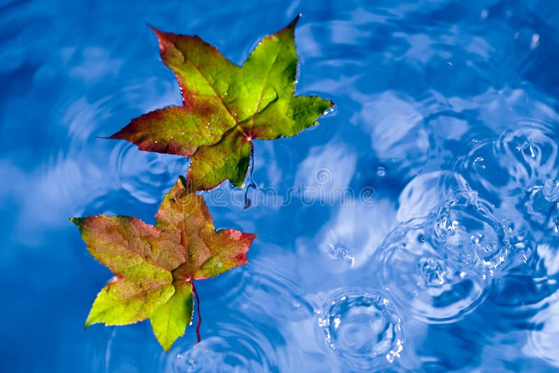 Fall Leaves on the Rain in a Puddle Stock Photo - Image of backgrounds ...