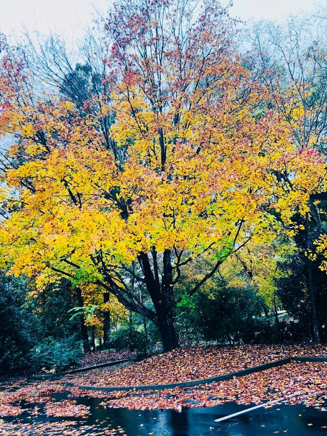 Fall leaves in the rain stock image. Image of rain, fall - 142788909